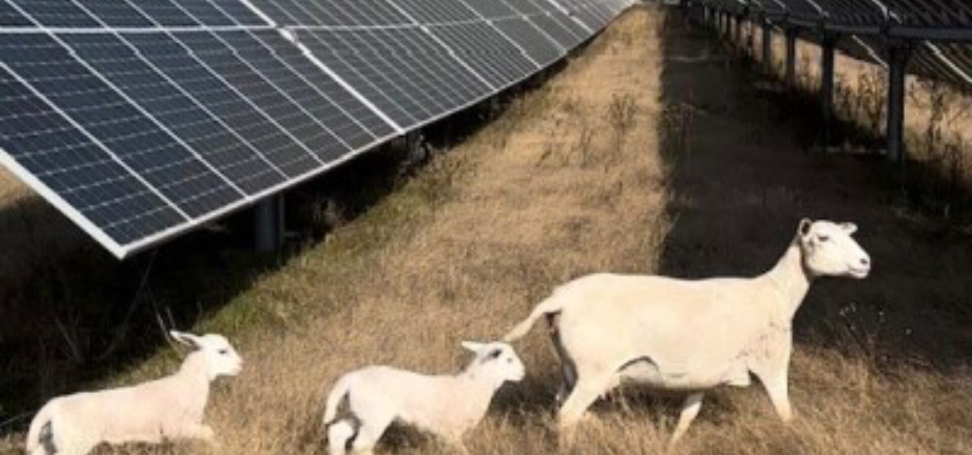 SOLV Energy | Expanding the Potential of Agrivoltaics: A Sustainable…